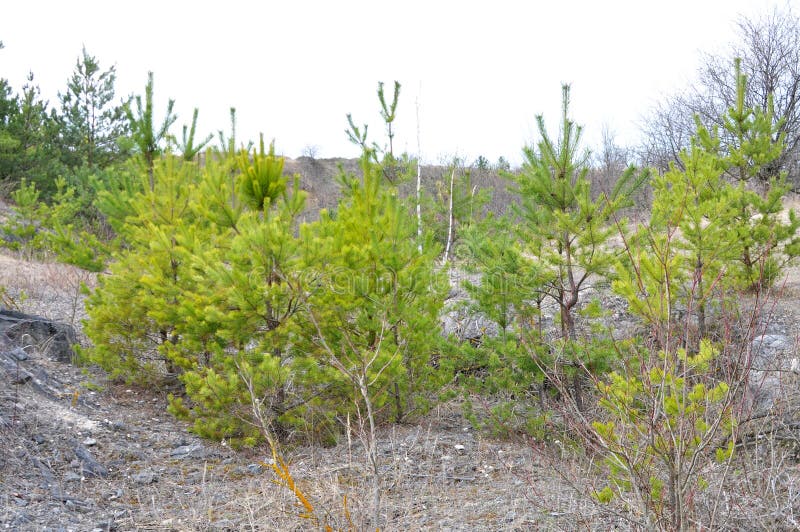 Young Self-seeding Pine Tree Stock Photo - Image of sapling, evergreen ...