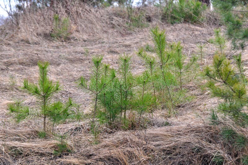Young Self-seeding Pine Tree Stock Photo - Image of environment, leaf ...