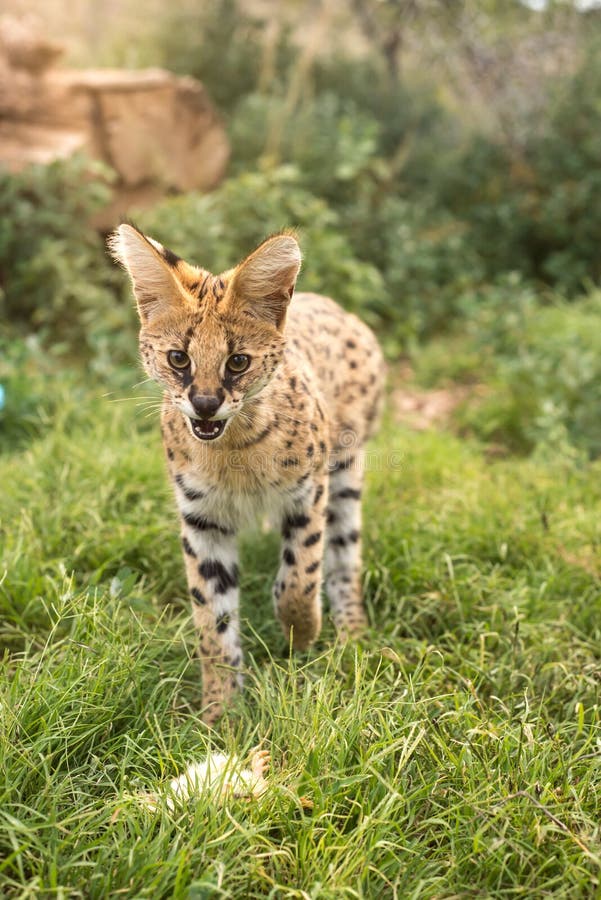 A Young Serval Protecting His Meal Stock Image - Image of meal, hunter ...