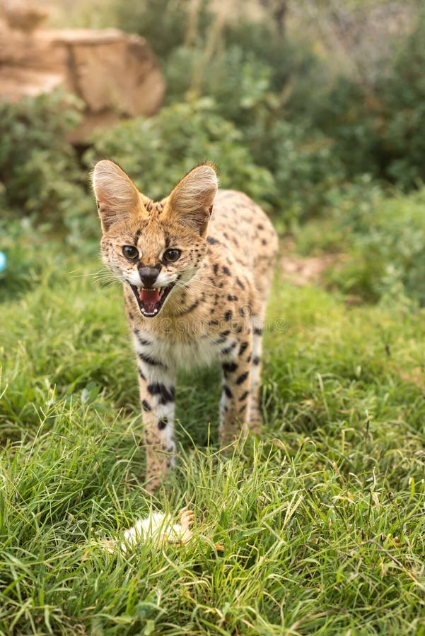 Angry Serval Wild Cat stock photo. Image of snarling - 12267568