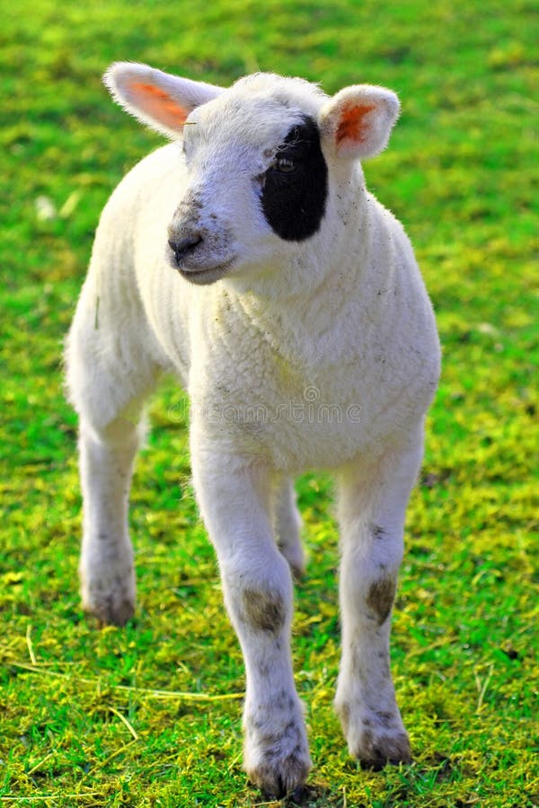 Young sheep stock image. Image of farming, curious, mammal - 12545865
