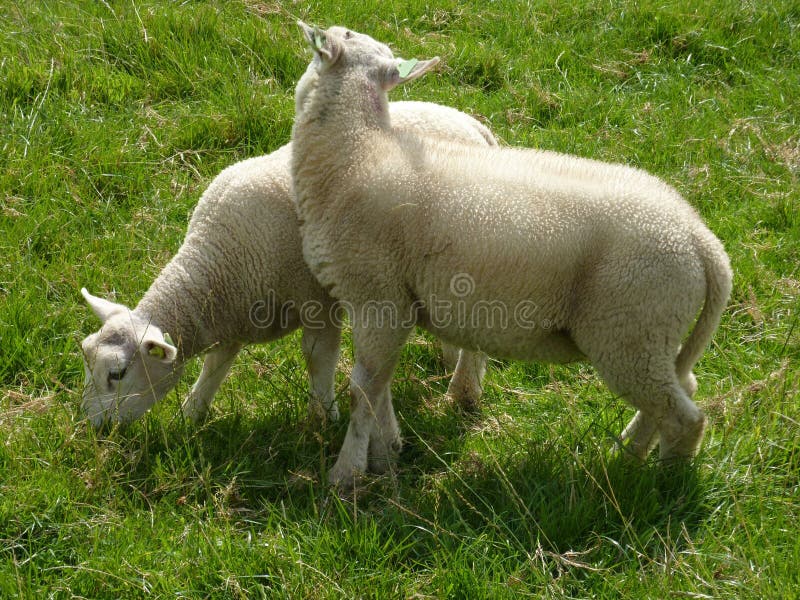 Young sheep stock image. Image of fleece, county, instinct - 15582143