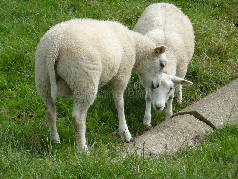 Young sheep stock photo. Image of playing, grown, play - 15582164
