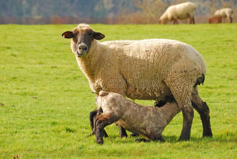 Young Sheep stock photo. Image of field, young, juvenile - 27717104