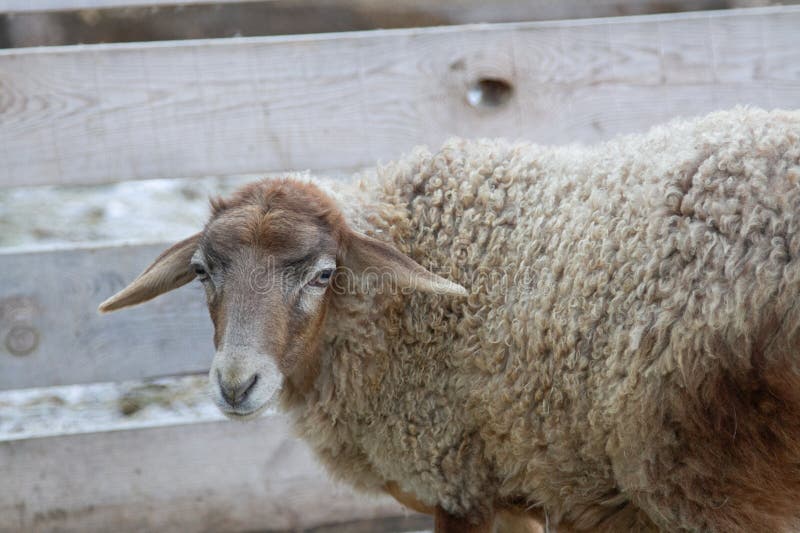Young sheep on a farm stock image. Image of mammal, agriculture - 347611187