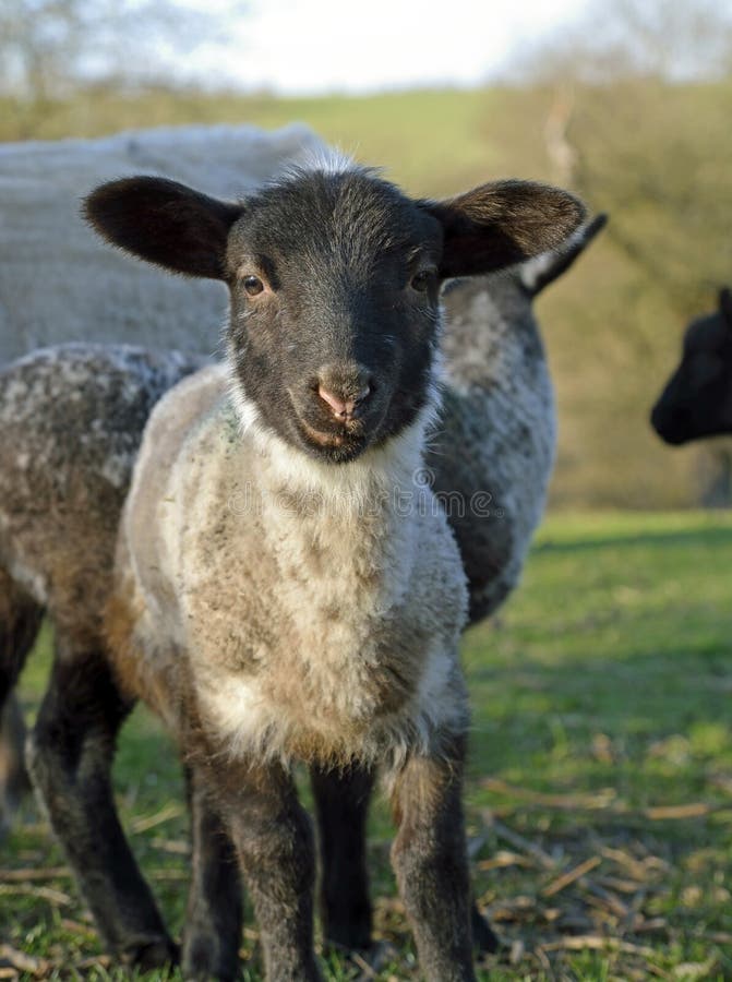 Young sheep stock image. Image of nature, close, lamb - 91823347