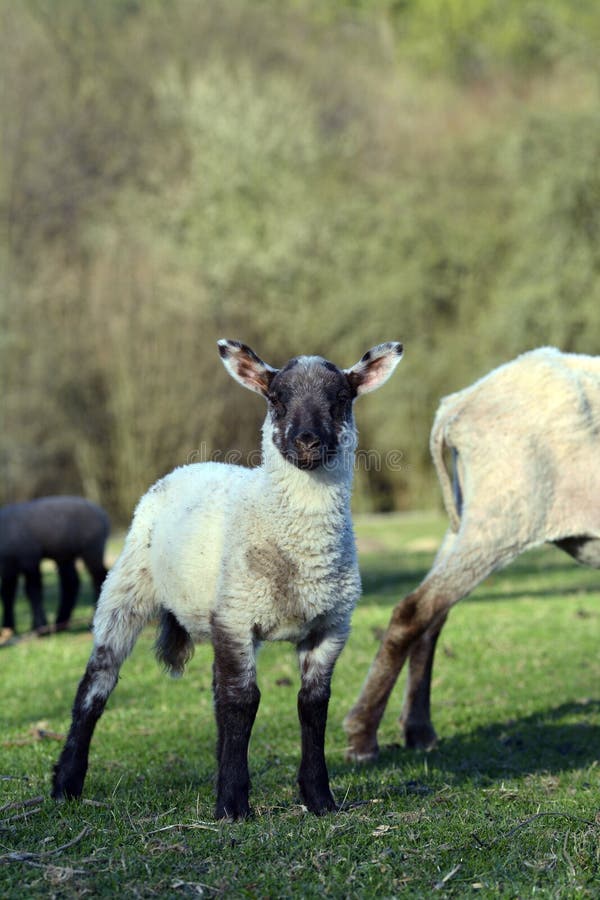 Young sheep stock photo. Image of close, mammal, lamb - 91823356