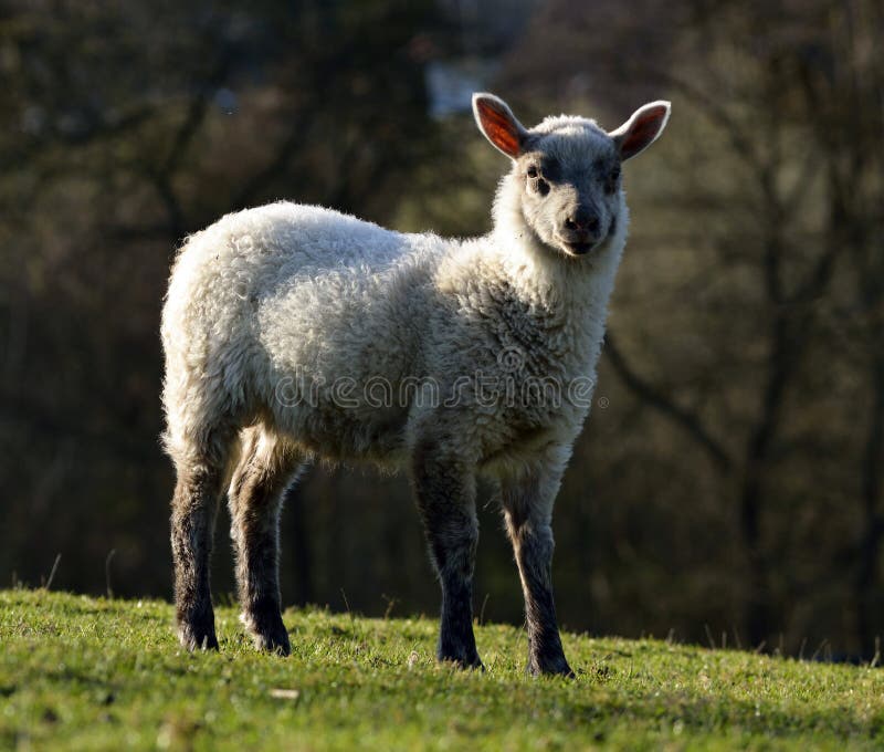 Young sheep stock image. Image of meadow, animal, portrait - 91823451