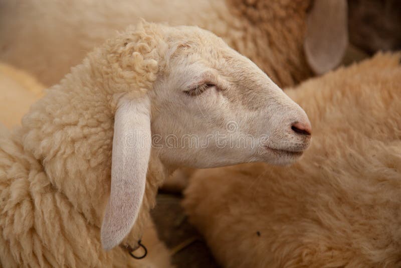 Young sheep in farm stock photo. Image of animal, australian - 32737436
