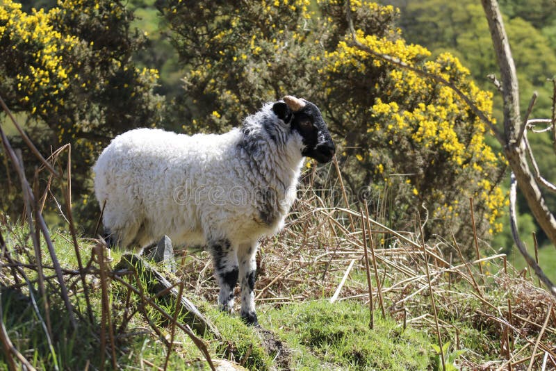 Young sheep in the field stock image. Image of farming - 149903369