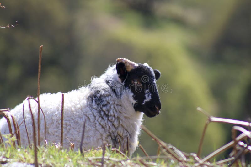 Young sheep in the field stock image. Image of field - 149905171