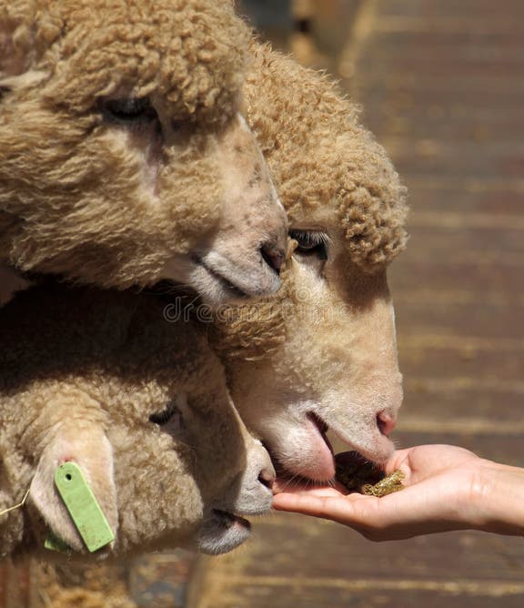 Young Sheep are Hand Fed stock photo. Image of flock - 21028716