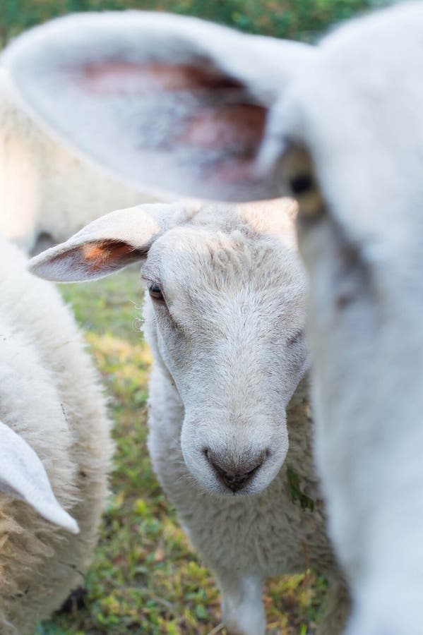 Young sheep stock image. Image of wool, mammal, young - 123219787