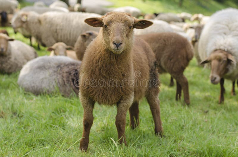 Young Sheep stock image. Image of meadow, sheep, milk - 59628437