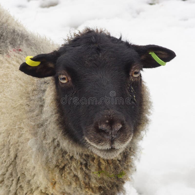 Young Sheep / Lamb on a Winter Day Stock Photo - Image of wool, roast ...