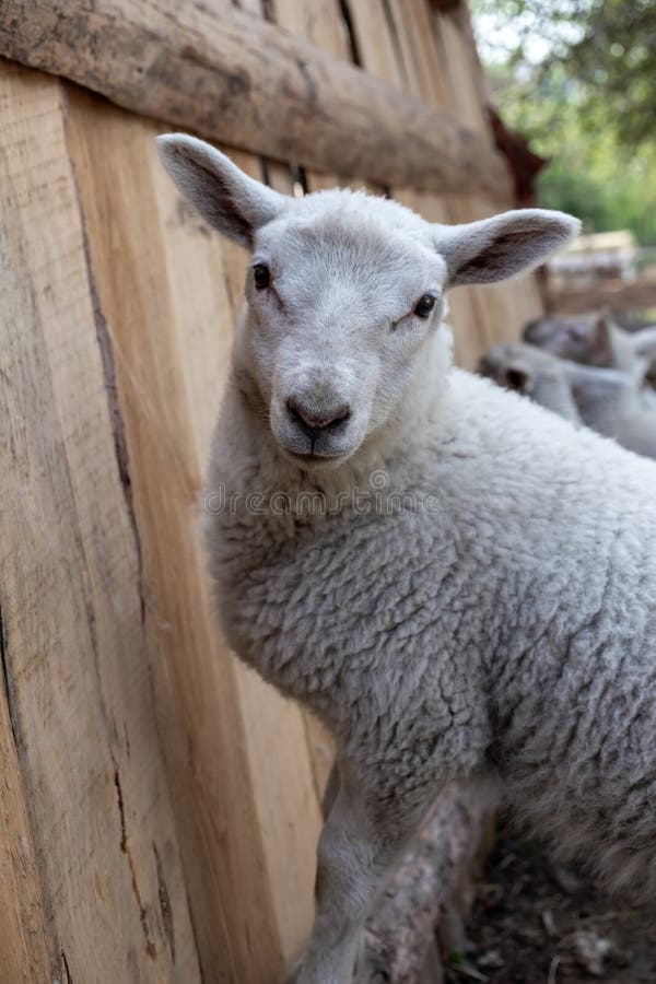 Young Sheep Looking at the Camera Stock Photo - Image of young, wool ...