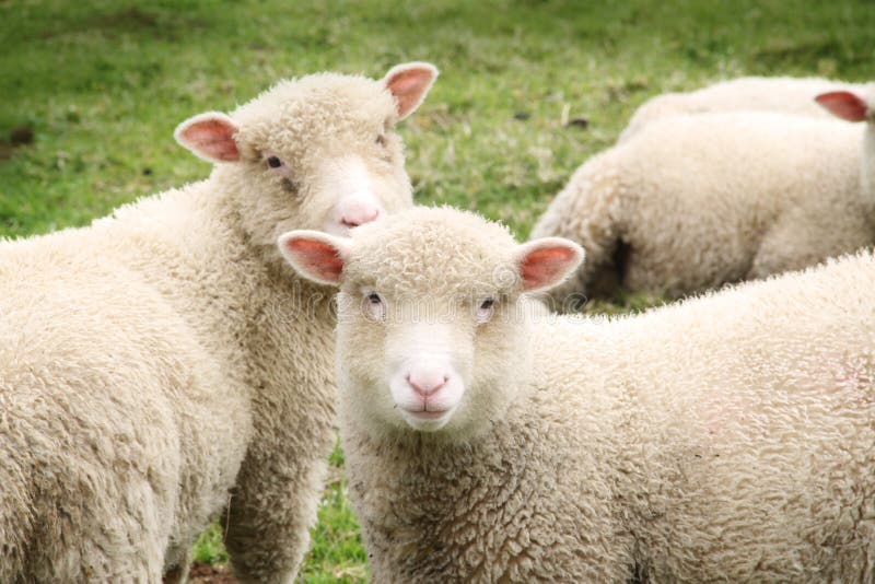 Young Sheep Looking at the Camera Stock Image - Image of country ...