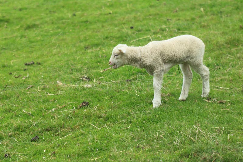 Young sheep stock image. Image of sheep, animal, ruminant - 54334159