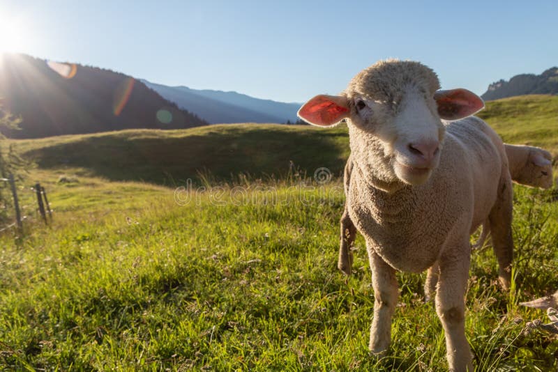 Sun_sheep stock image. Image of cute, hills, outdoor - 226391081