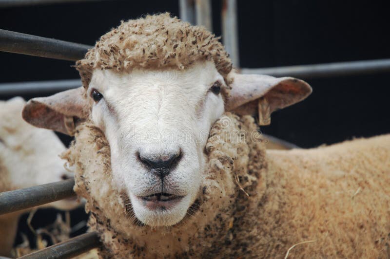 Young Sheep Is Smiling And Starring Stock Photo - Image of look ...