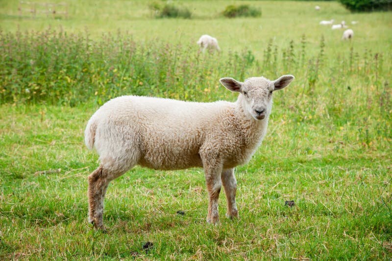 Young sheep stock image. Image of animal, green, grass - 50438601