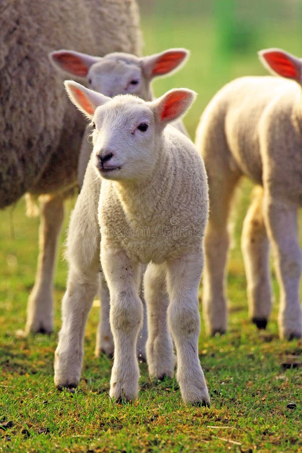 Young sheeps stock image. Image of friendly, agriculture - 12504869