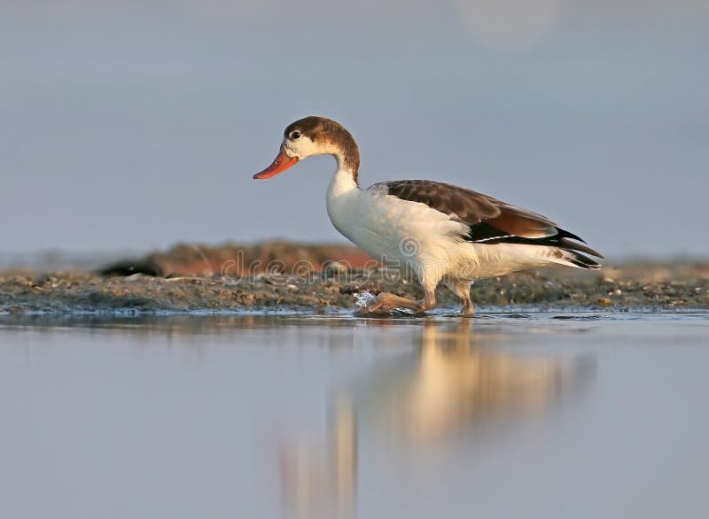 Young Shelduck Feeding on the Water. Stock Photo - Image of beauty ...
