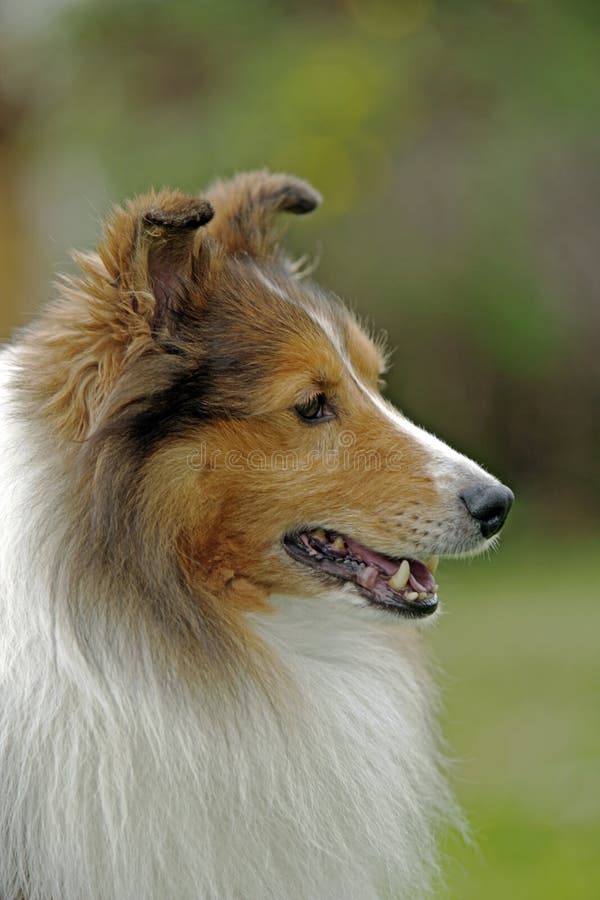 Young Sheltie stock image. Image of zoology, adult, sheepdog - 49071461
