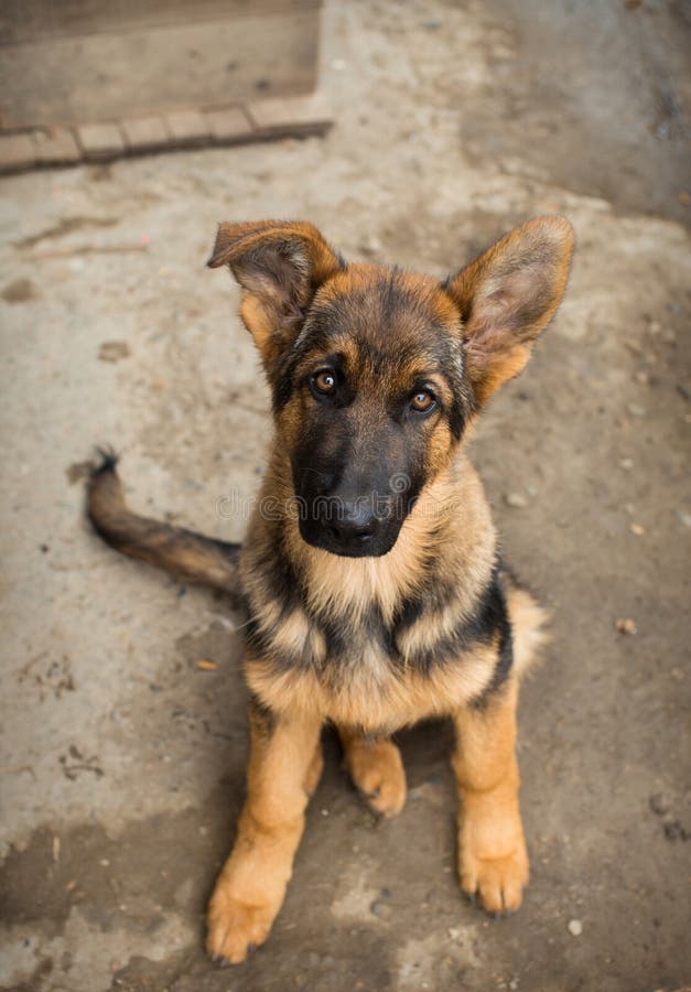 Young Shepherd puppy stock image. Image of mammal, adorable - 67847179