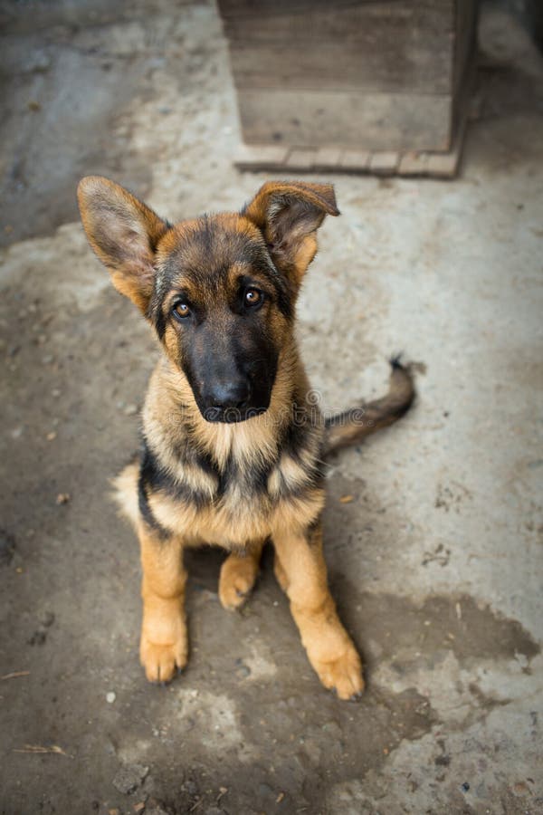 Young Shepherd puppy stock photo. Image of animal, canine - 67847212