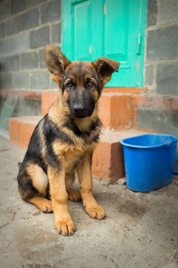 Young Shepherd puppy stock photo. Image of outdoor, little - 67847282