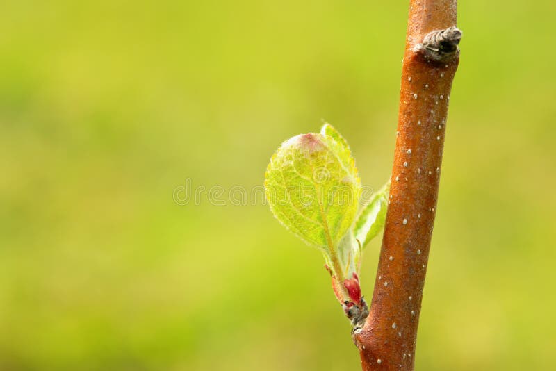 A Young Shoot of an Apple Tree with a Green Leaf Close-up. Spring ...