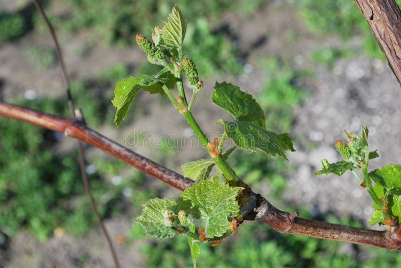 Young Shoot of Grapes on Bush in the Garden Stock Photo - Image of ...