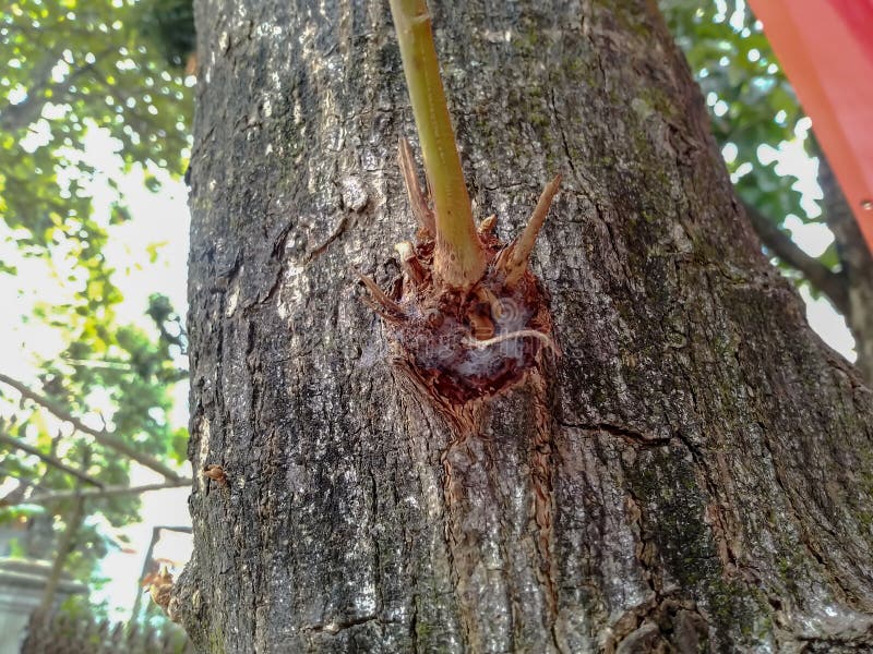 A Young Shoot Has Grown on a Big Tree. Stock Image - Image of farming ...