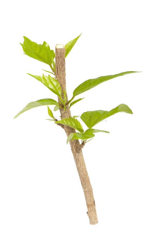 A young shoot of hibiscus stock photo. Image of leaf - 22187152