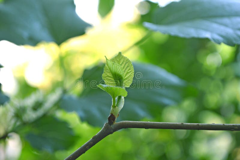 Young Shoot of Mulberry Morus Sp Stock Photo - Image of green, branch ...