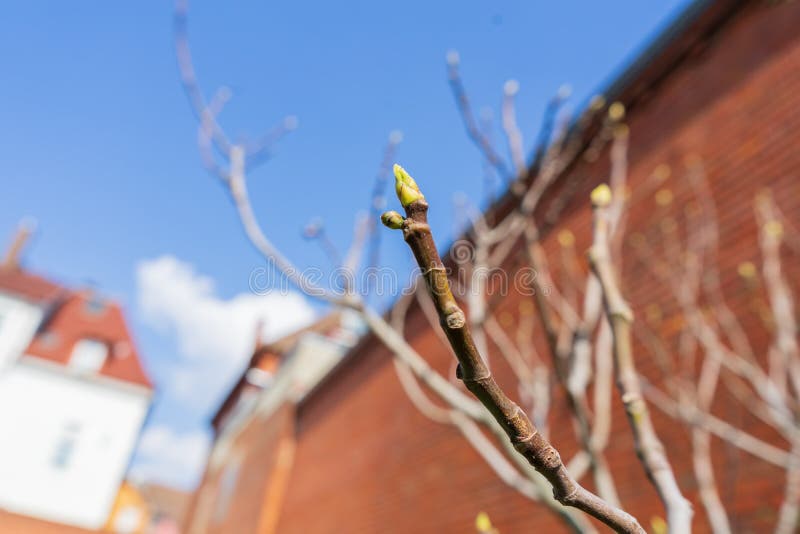 Young shoot on a tree stock image. Image of plant, background - 144371391