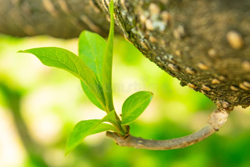 A Young Shoot on a Tree Branch. Close Up Stock Photo - Image of freedom ...