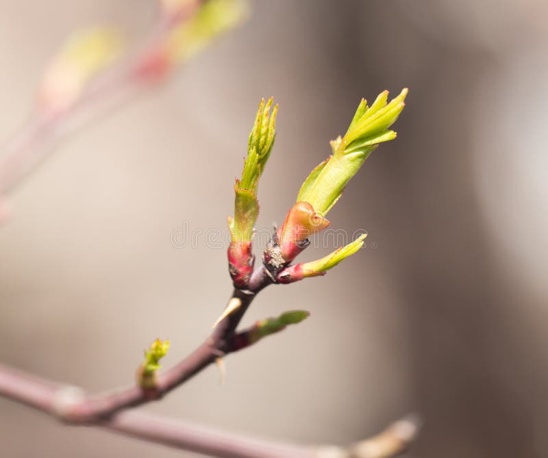 Young shoot on the tree stock photo. Image of closeup - 90479682