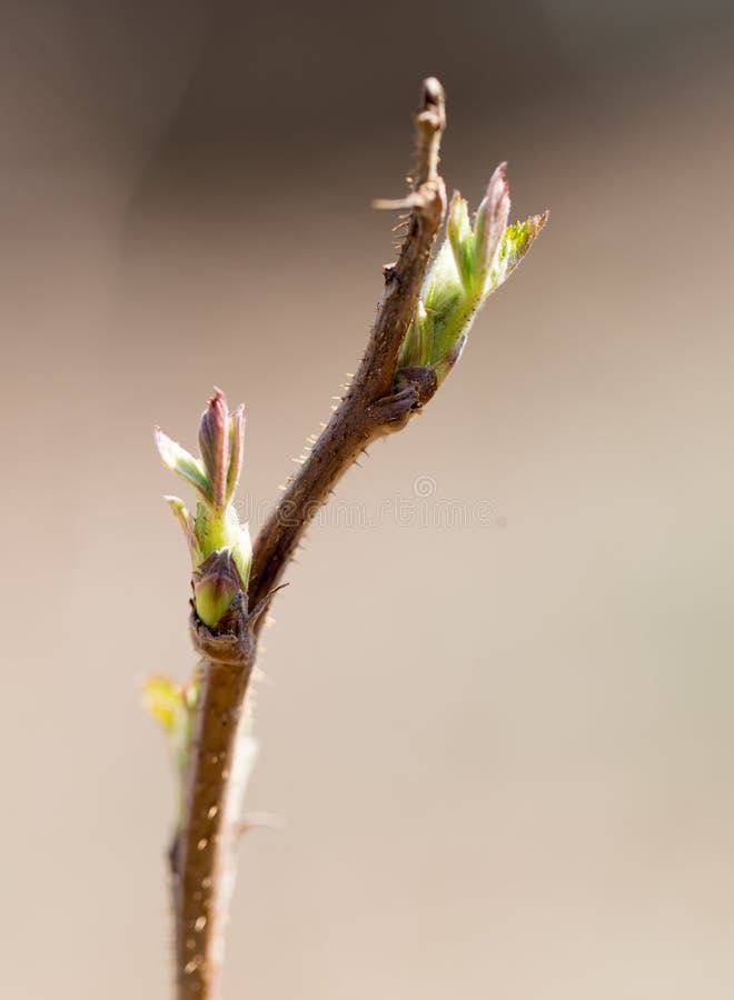Young shoot on the tree stock image. Image of leaves - 93611317