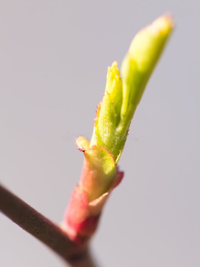 Young shoot on the tree stock photo. Image of march, leafage - 88621690