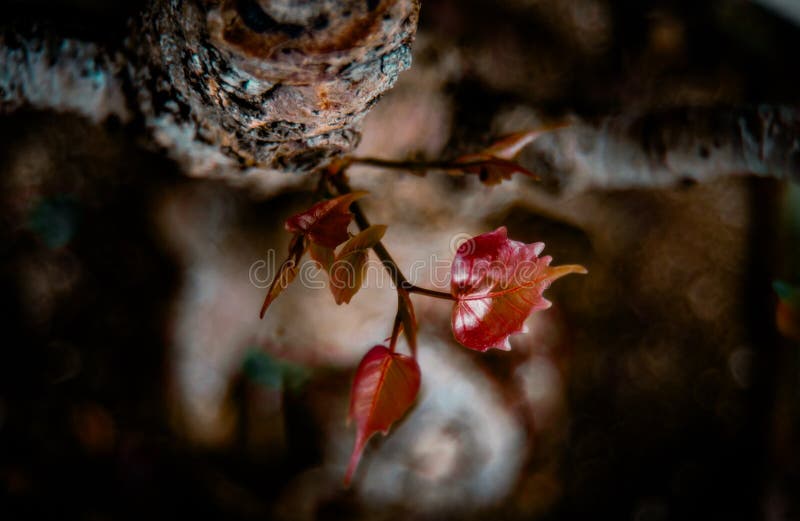 Young Shoots of the Bodhi Tree are Growing Stock Photo - Image of ...