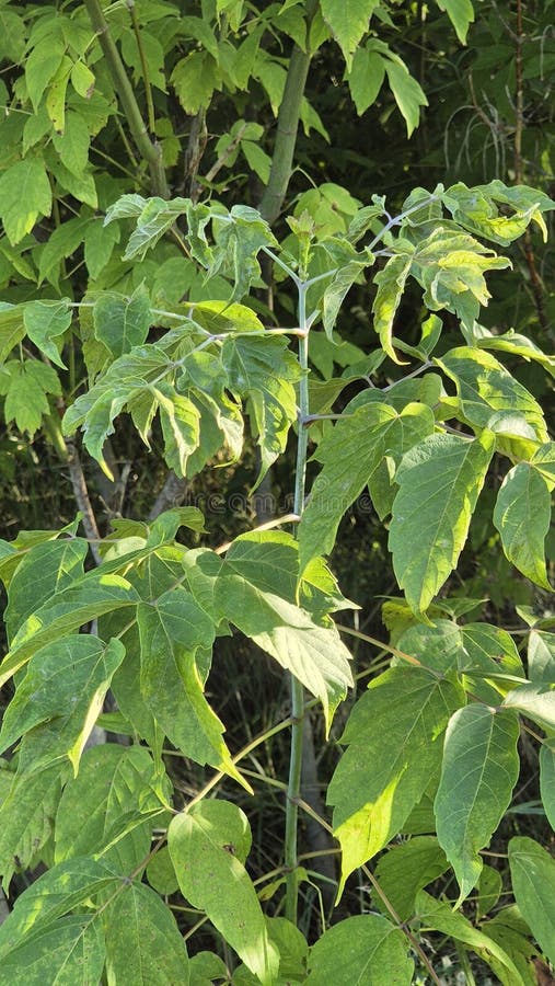 Young Shoots of Box Elder Maple Stock Photo - Image of botany, leaves ...