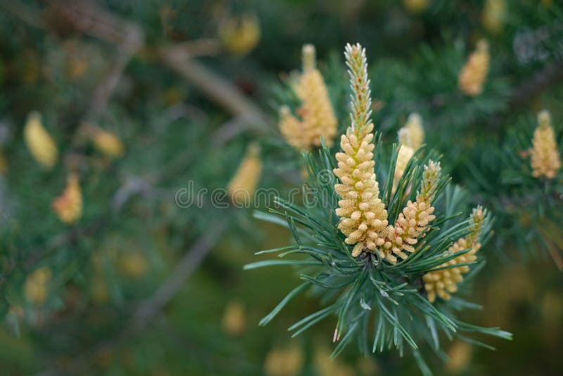 Young Shoots on the Branches of Pine Tree in Spring Season. Stock Image ...