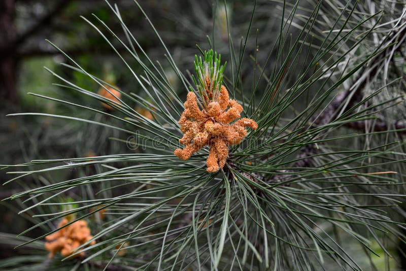 Young Shoots on the Branches of a Pine Tree in the Spring Season Stock ...