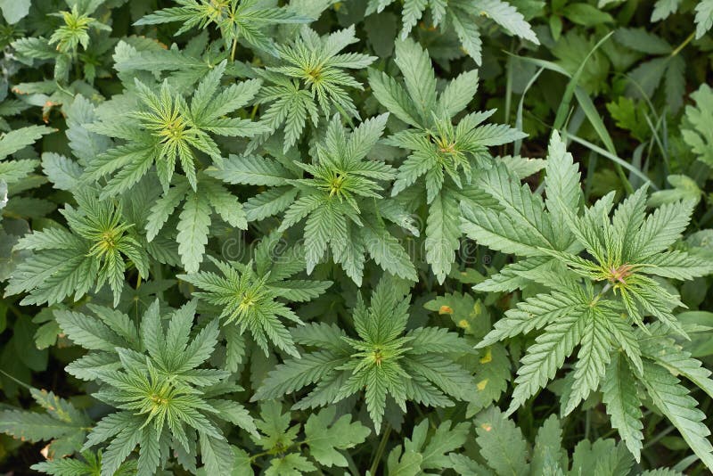 Young Shoots of Cannabis Sativa. Stock Photo - Image of hemp, flower ...