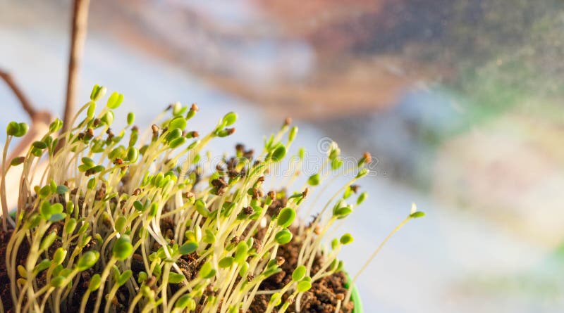 Young Shoots of Clover Mini-green, Green First Leaves Stock Photo ...