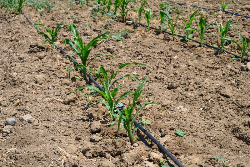 Farming. Drip Irrigation on a Field with Young Corn Stock Image - Image ...