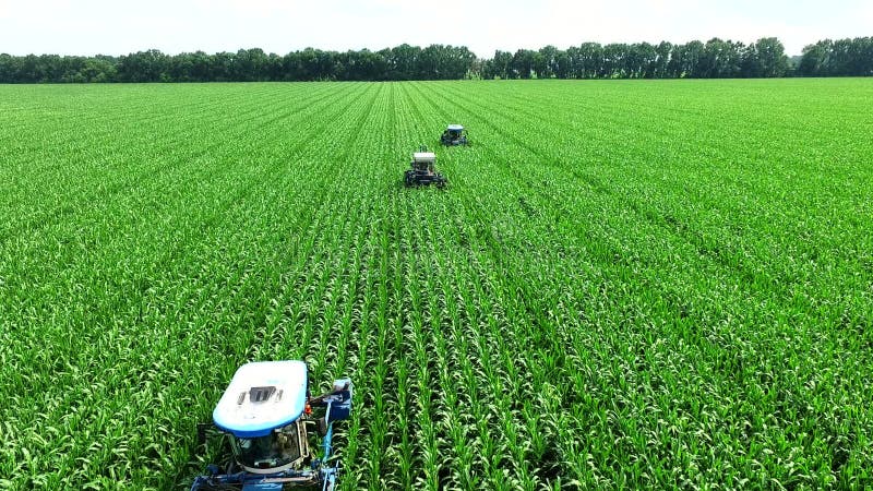Young Shoots of Corn on the Field in Rows, a Farm for Growing Corn ...