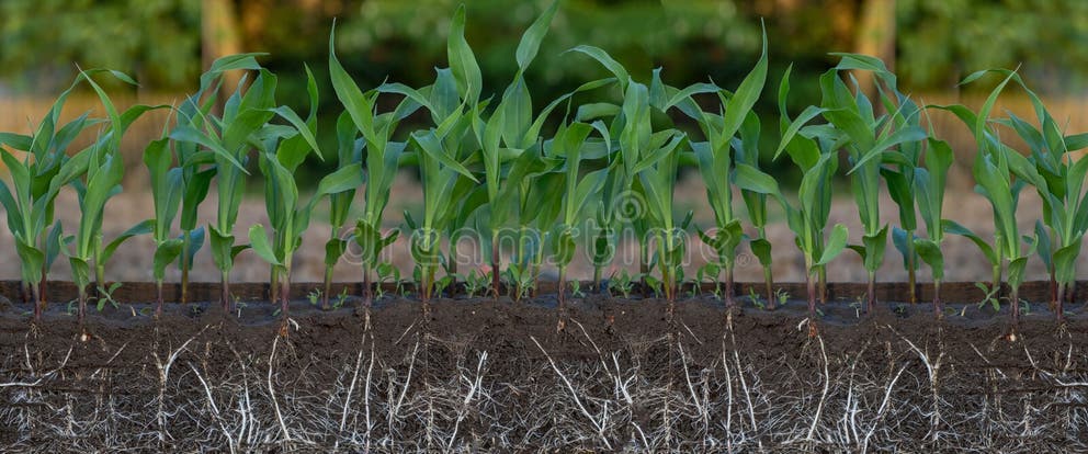 Young Shoots of Corn with Roots Stock Photo - Image of season, vitality ...